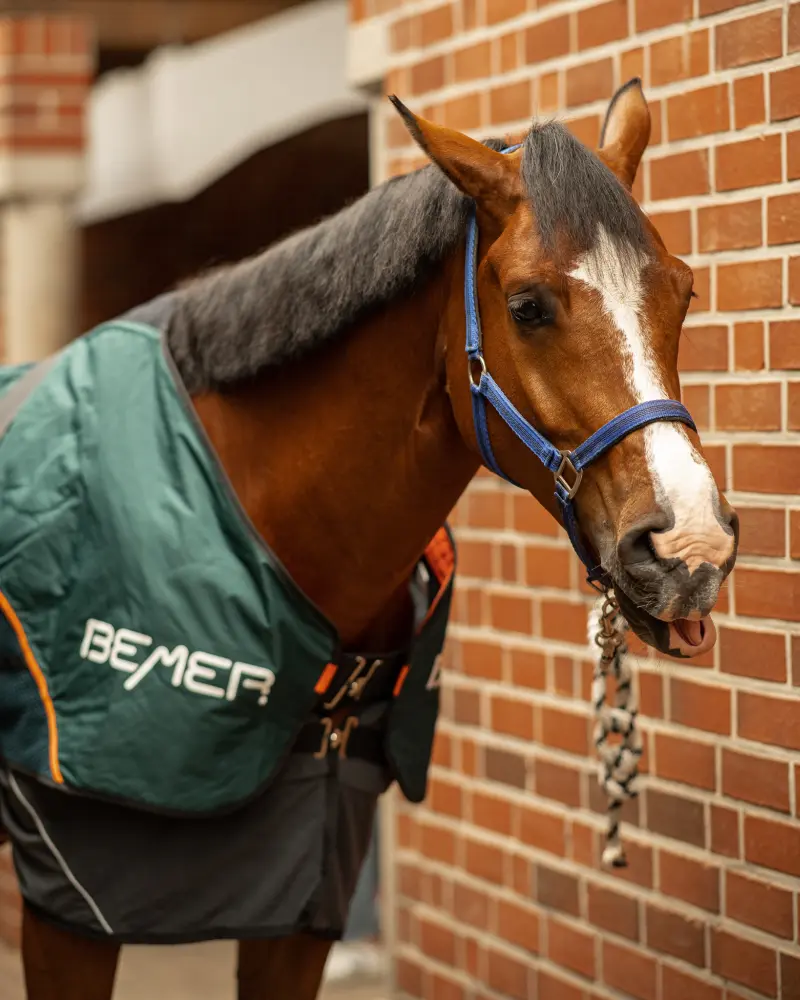Gefäßtherapie bei Pferden in 8565 Söding-Sankt Johann.